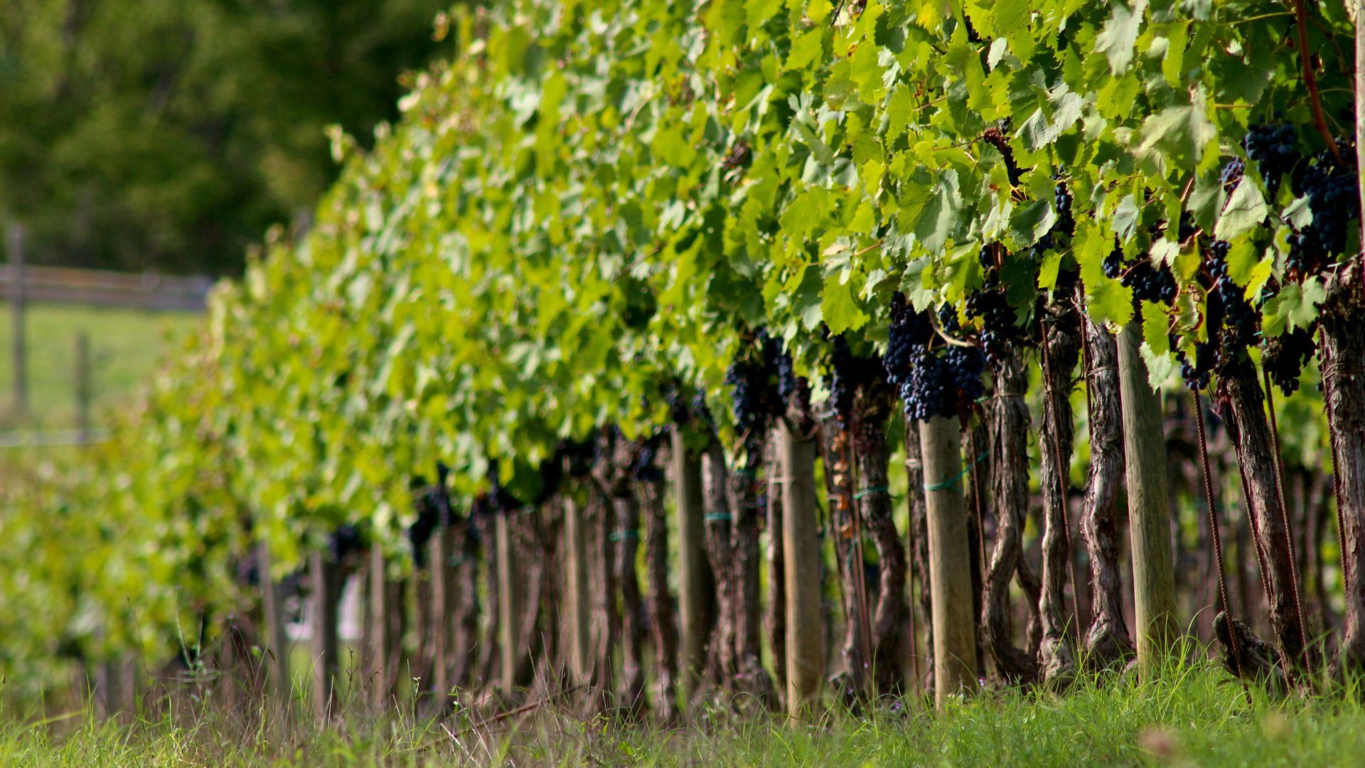 Travel Guide to The Chianti – Tuscany's Famous Wine Region