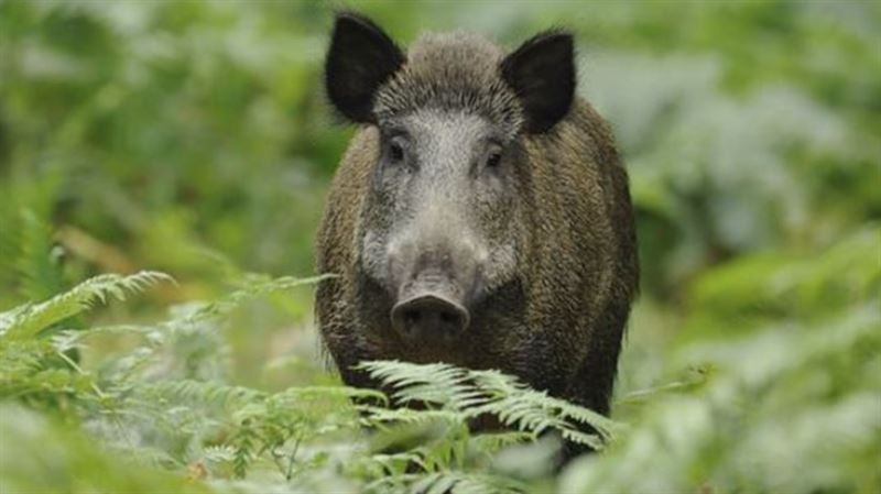 Guide to Local Wildlife In Tuscany